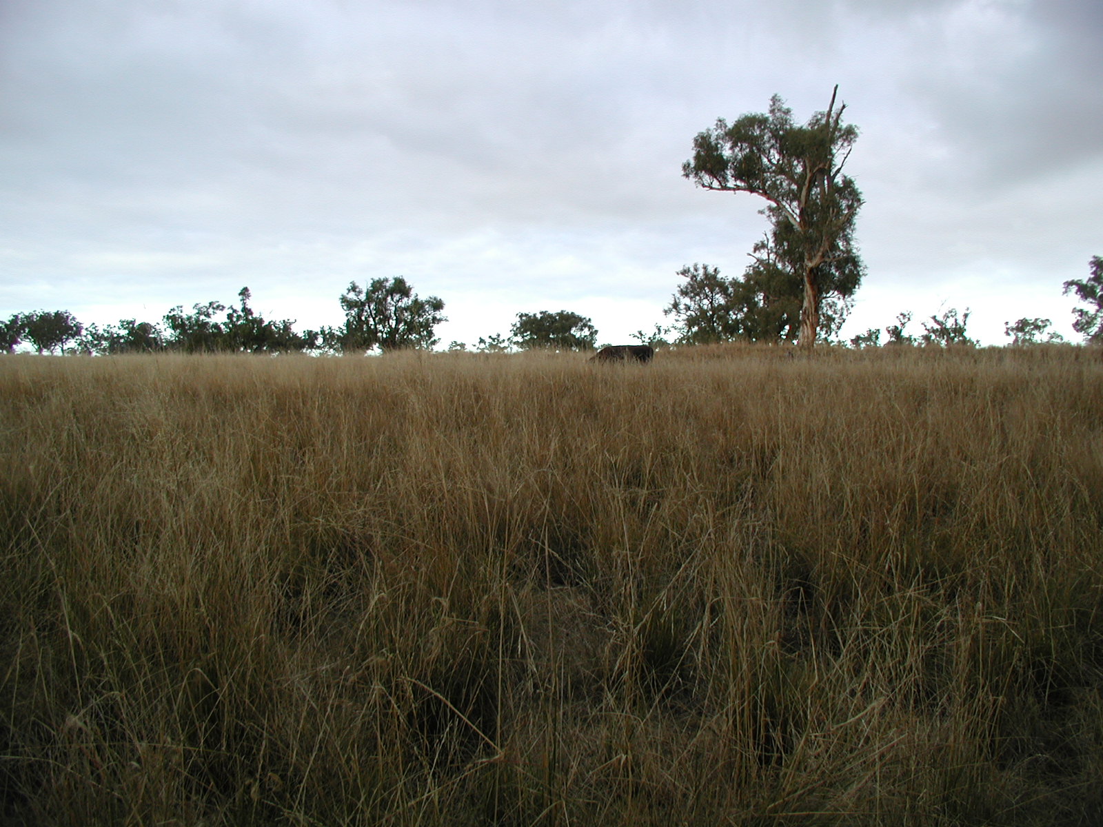 SASMAS - Goulburn River Basin - Upper Merriwa (Stream Gauge) - Images